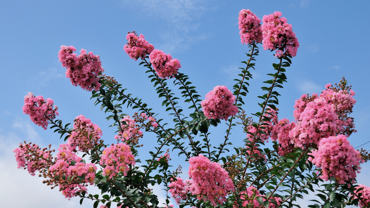3 Things to Know About Crape Myrtles | Mississippi State University Extension Service